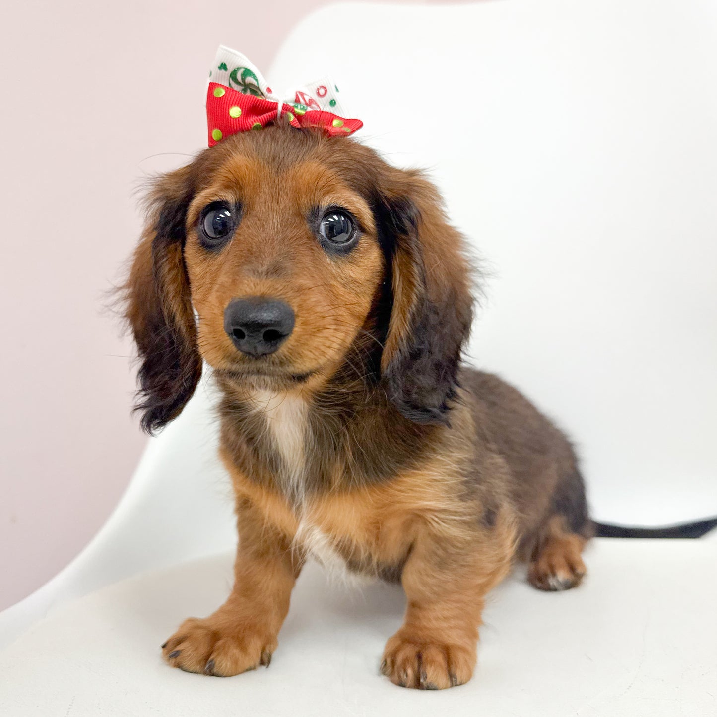 Ruby - Female Mini Dachshund – Bella Pooch