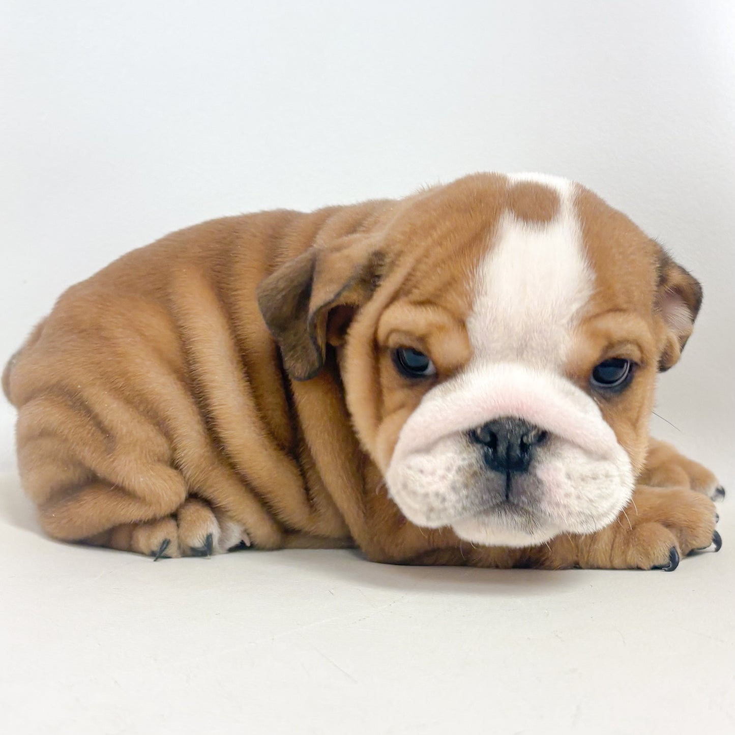 Porkchop - Male English Bulldog – Bella Pooch