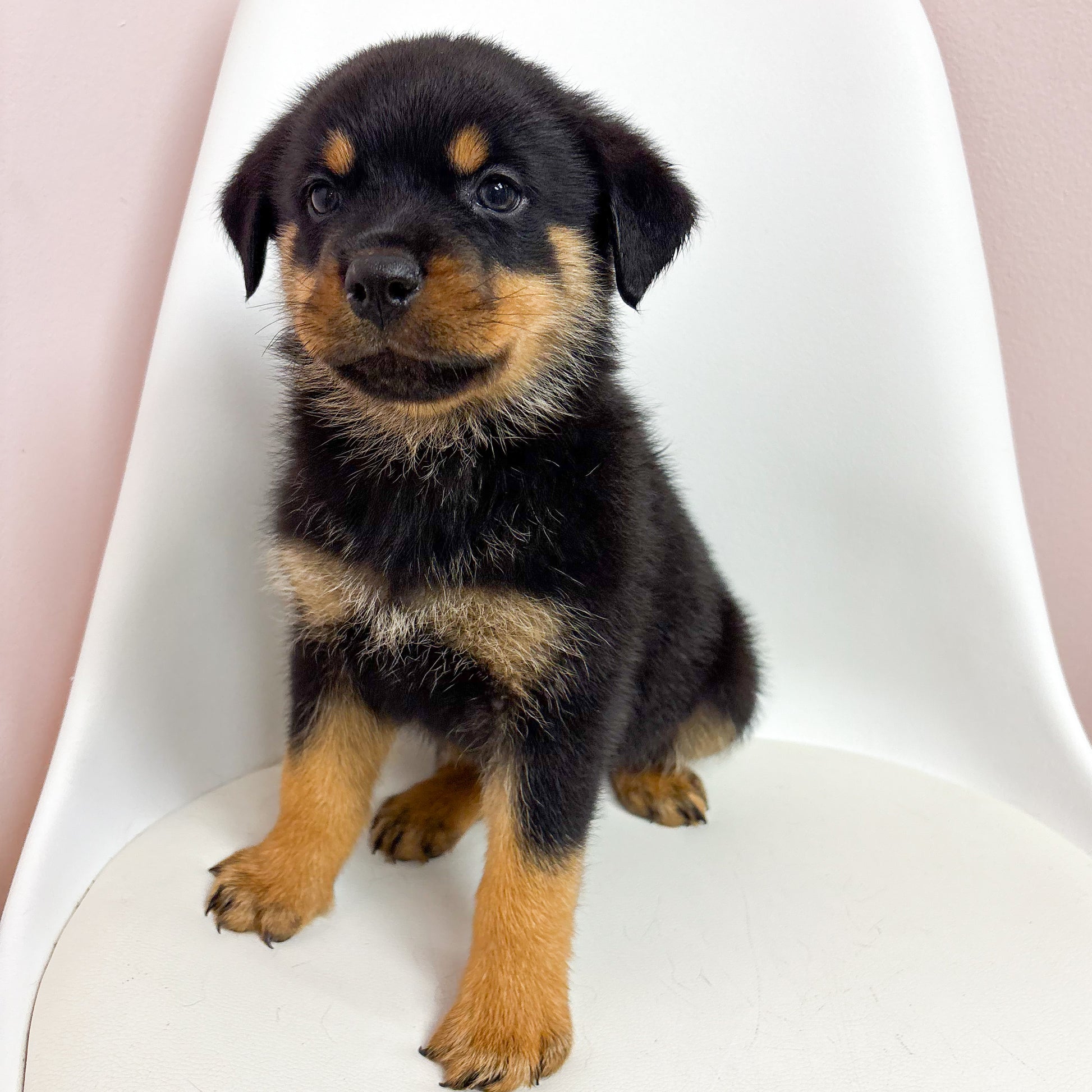Rowdy- Male Rottweiler – Bella Pooch