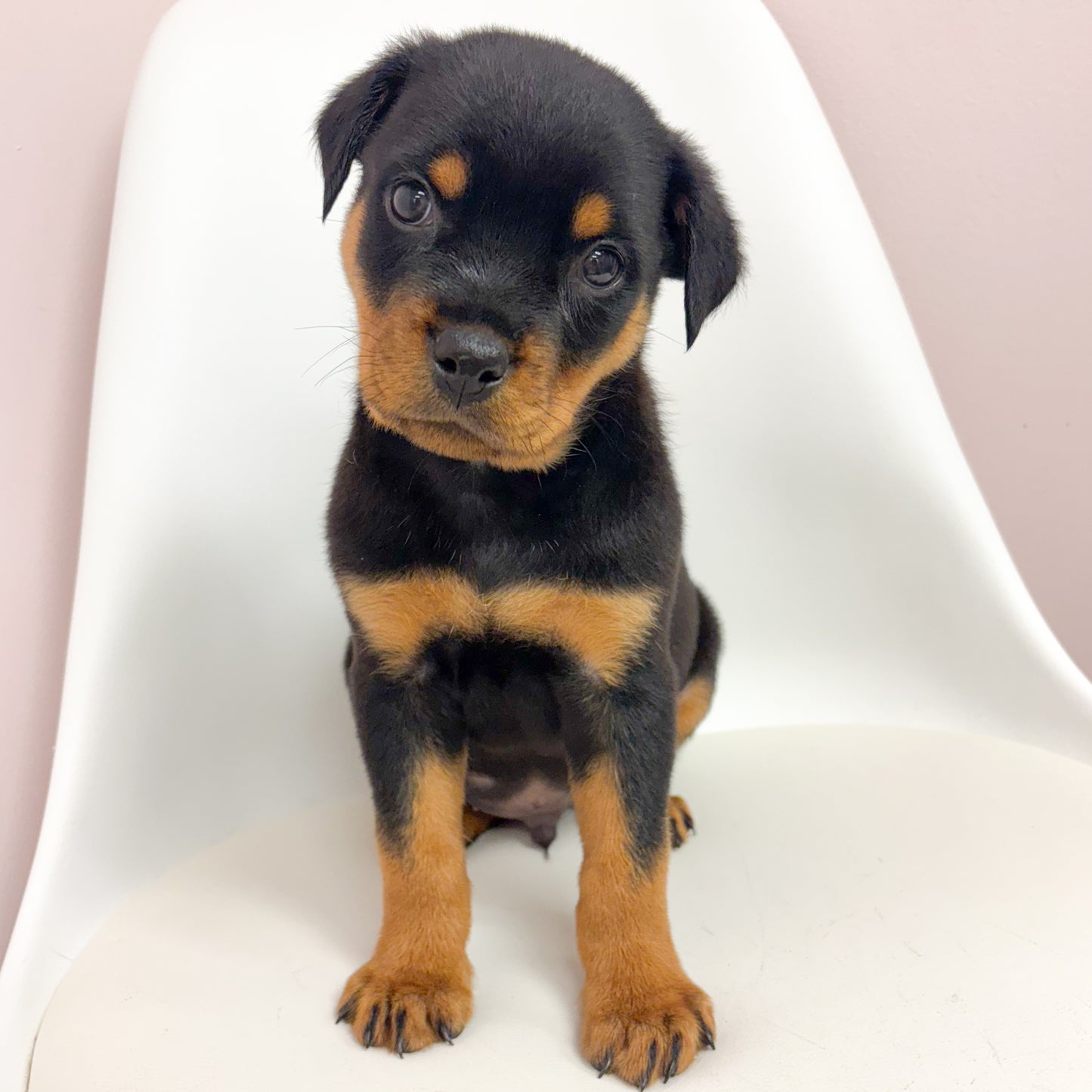 Rizz- Male Rottweiler – Bella Pooch