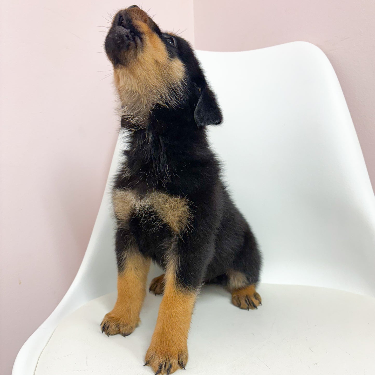 Rowdy- Male Rottweiler – Bella Pooch