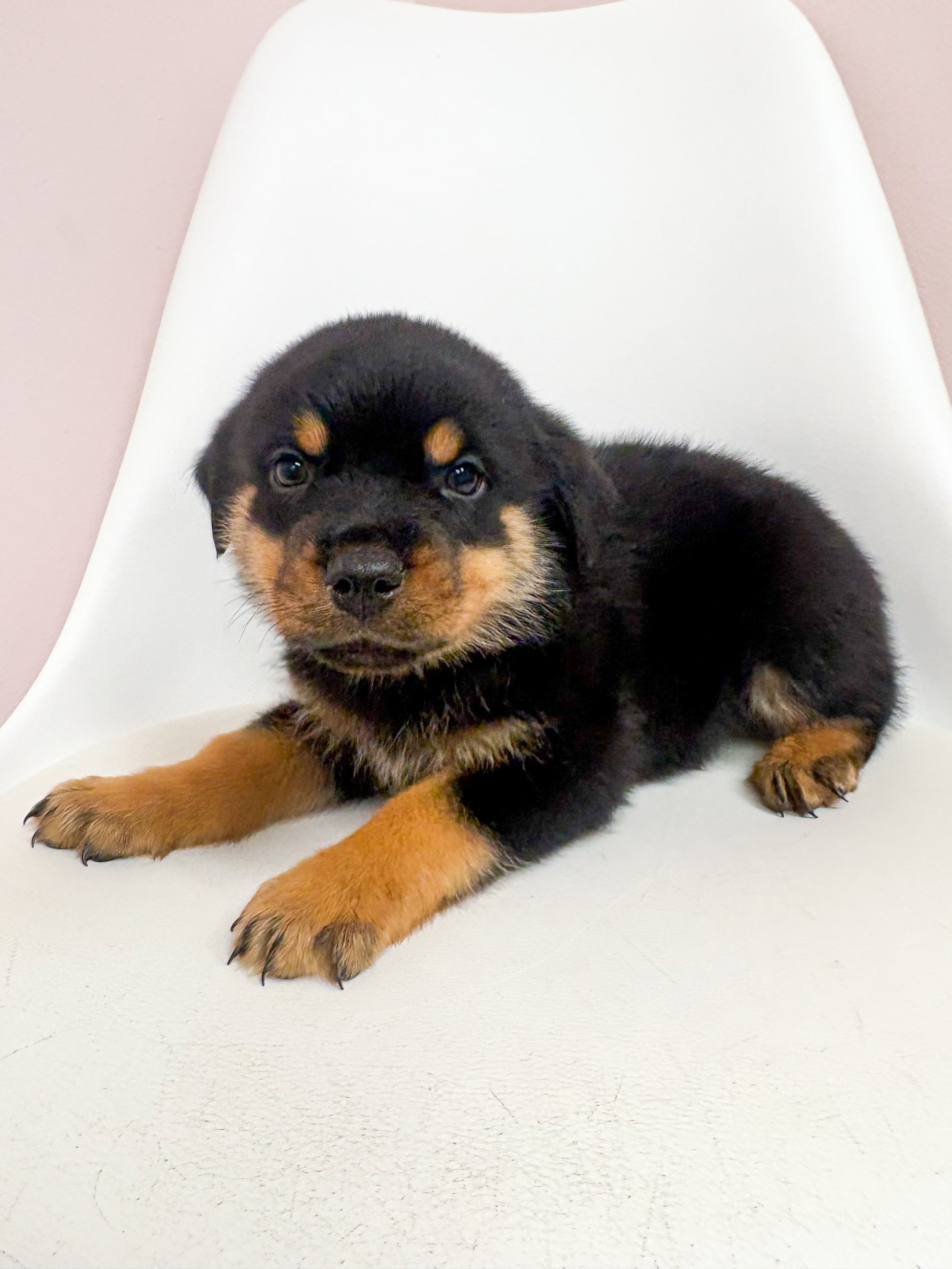 Rowdy- Male Rottweiler – Bella Pooch