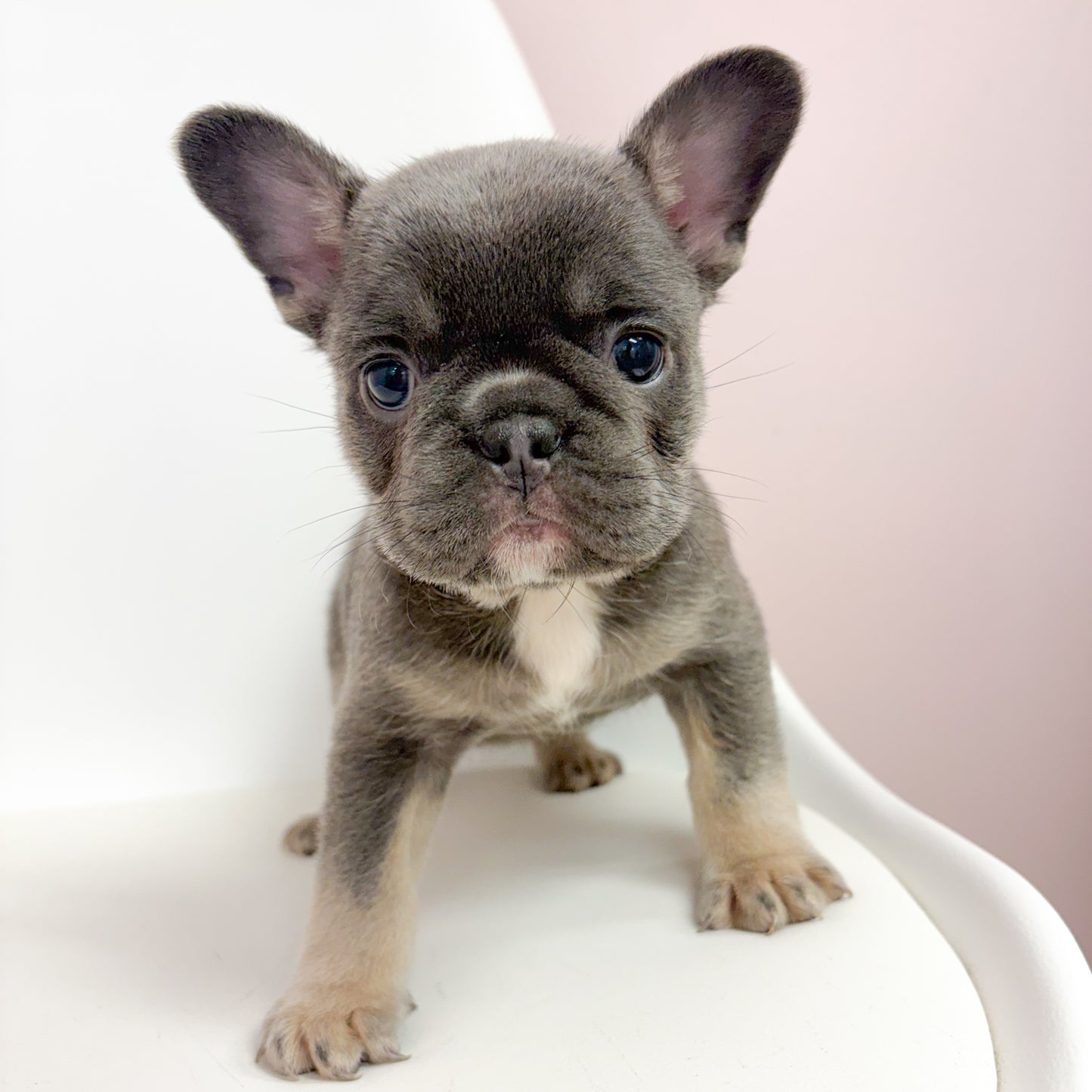 Diva- Female French Bulldog – Bella Pooch