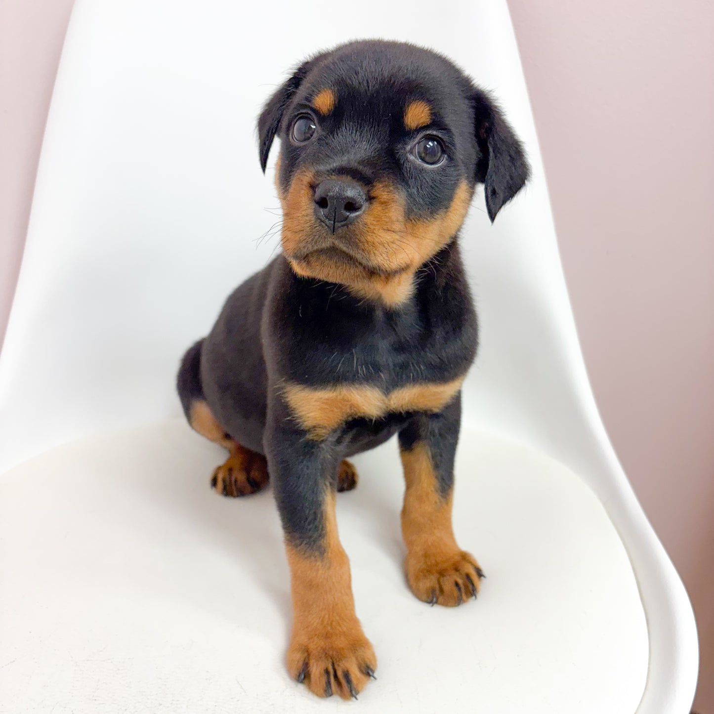 Rizz- Male Rottweiler – Bella Pooch