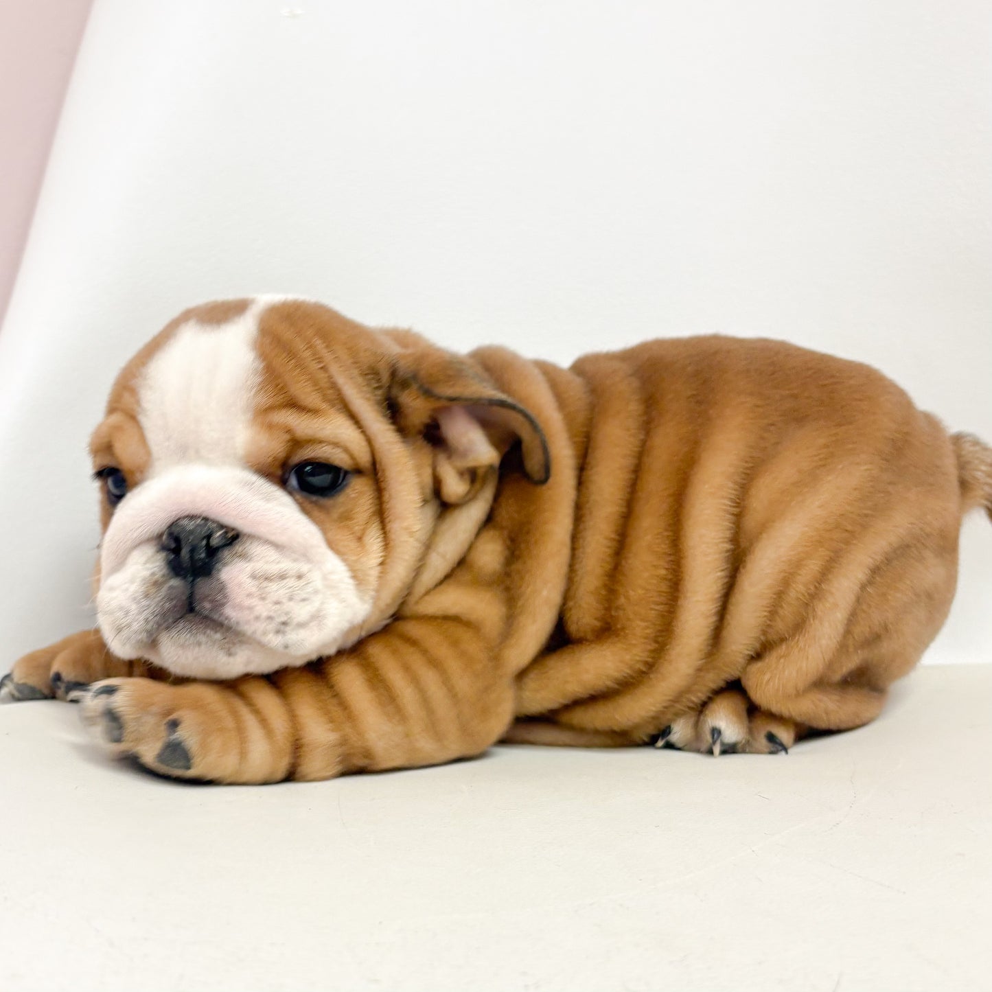 Porkchop - Male English Bulldog – Bella Pooch