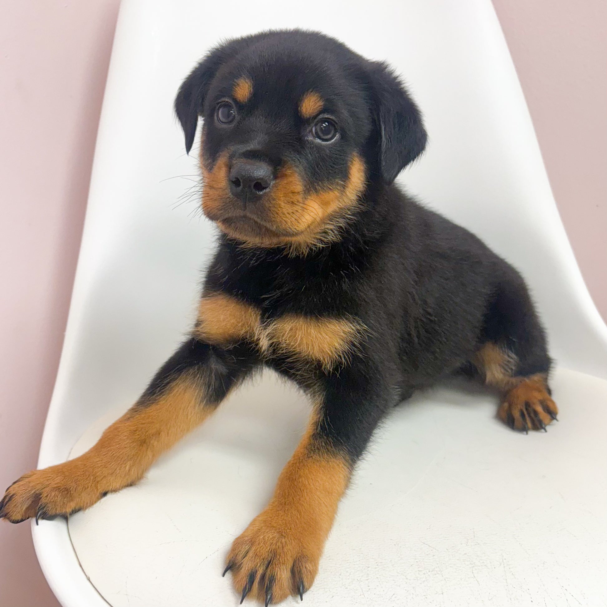 Rex- Male Rottweiler – Bella Pooch