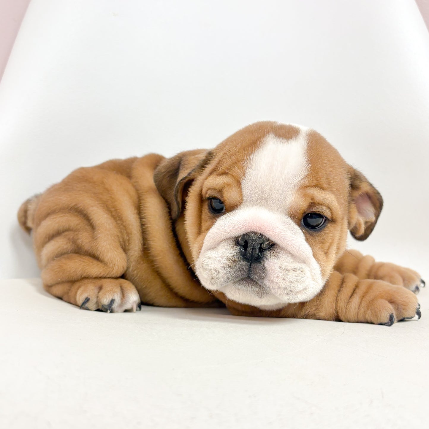 Porkchop - Male English Bulldog – Bella Pooch