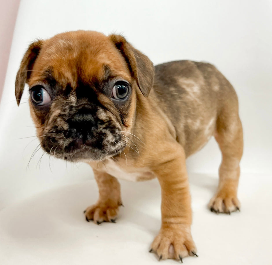Available Puppies – Bella Pooch
