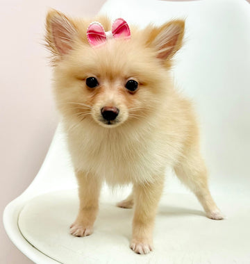 Available Puppies – Bella Pooch