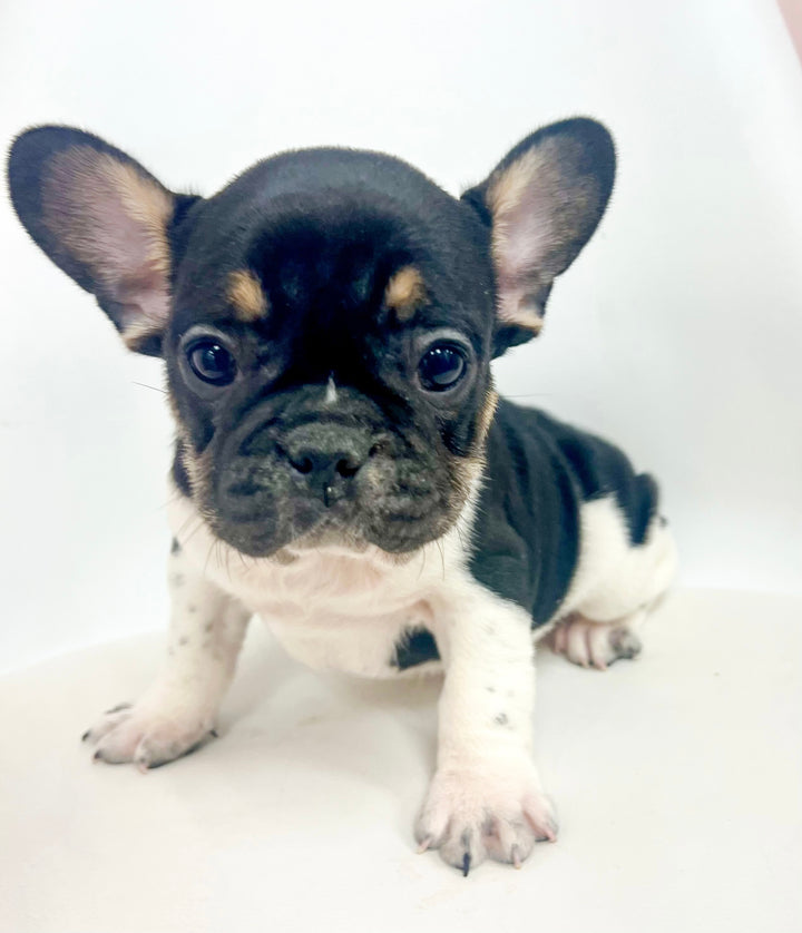 Bella Pooch