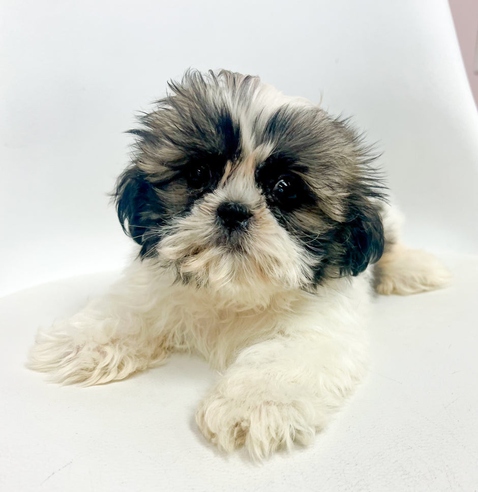 Bella Pooch